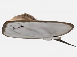 manta devil 3D Models | Page 1 | STLFinder