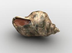 sea snail 3d models | Page 1 | STLFinder