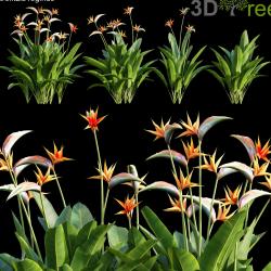 strelitzia reginae 3d models | Page 1 | STLFinder