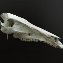 boar skull 3D Models | Page 1 | STLFinder