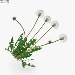 white dandelion 3D Models | Page 1 | STLFinder