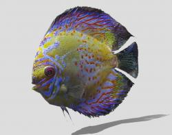 discus fish bundle low poly 3D Models | Page 1 | STLFinder