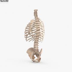 human torso skeleton 3D Models | Page 1 | STLFinder