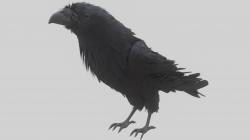 Animated Low Poly Raven 3D Models | Page 1 | STLFinder
