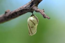 queen chrysalis 3d model | Page 1 | STLFinder