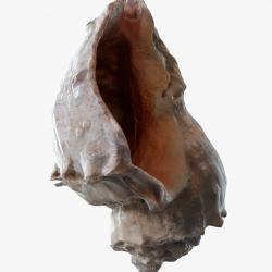 magic conch shell 3d print instrument | Page 1 | STLFinder