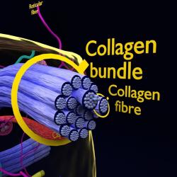 areolar connective tissue 3D Models | Page 1 | STLFinder