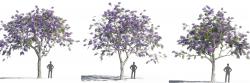 jacaranda mimosifolia revit fa 3D Models | Page 1 | STLFinder