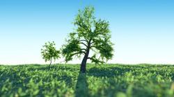 cryengine ash tree set 3d models | Page 1 | STLFinder