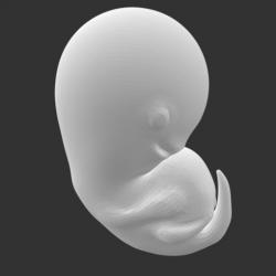 fetus stl 3d models 【 STLFinder