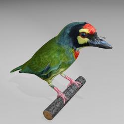 coppersmith barbet sound 3D Models | Page 1 | STLFinder