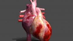 heart animated 3D Models | Page 1 | STLFinder
