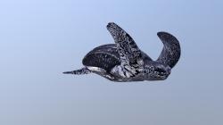 leatherback turtle 3d models 【 STLFinder