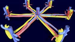 hepatic lobule histology 3D Models | Page 1 | STLFinder
