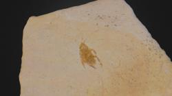 cockroach eating burger 3d models 【 STLFinder