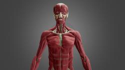 muscle anatomy ecorche rigged free download 3D Models | Page 1 | STLFinder