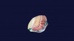 giant sea clam 3d models 【 STLFinder