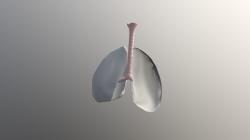 lungs 3D Models | Page 1 | STLFinder