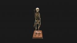macaque 3D Models | Page 1 | STLFinder