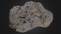 seabed nectar 3d models 【 STLFinder