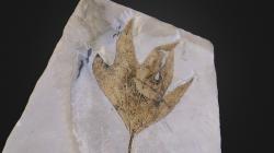 sycamore leaf free printable images for kids 3D Models | Page 1 | STLFinder