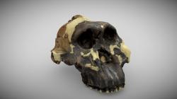 australopithecus boisei skull 3D Models | Page 1 | STLFinder