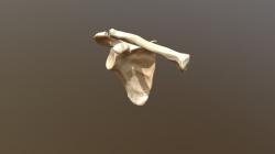 scapula and clavicle 3D Models | Page 1 | STLFinder