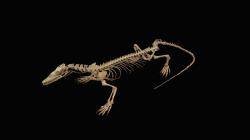 lizard skeleton 3D Models | Page 1 | STLFinder