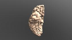 cerebrum 3D Models | Page 1 | STLFinder