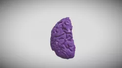 Half Brain - Free 3D Model | STLFinder