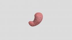 stomach texture 3d models 【 STLFinder