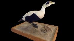king eider duck 3d models | Page 1 | STLFinder