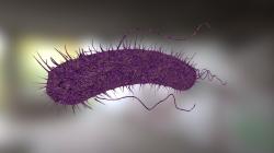 typhoid fever salmonella typhi 3D Models | Page 1 | STLFinder