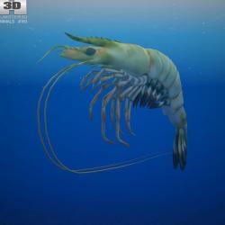 Prawn Model 3D Models | Page 1 | STLFinder