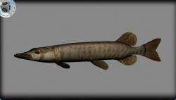 muskie fish 3d models | Page 1 | STLFinder