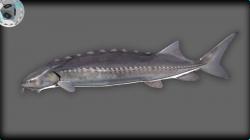 sturgeon 3d models | Page 1 | STLFinder