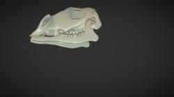 animal skull 3D Models | Page 1 | STLFinder