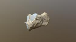 calcaneus 3D Models | Page 1 | STLFinder
