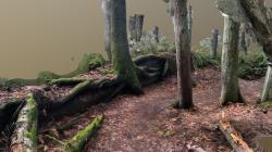 fallen tree 3D Models | Page 1 | STLFinder