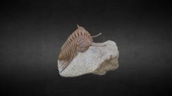 rhizodont fossil 3d models 【 STLFinder