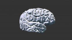 Cortex Man Sensory Model 3D Models | Page 1 | STLFinder