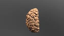 Half Brain - Free 3D Model | STLFinder