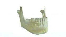 lower mandible 3D Models | Page 1 | STLFinder