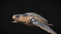 loggerhead reverse 1999 camera model | Page 1 | STLFinder
