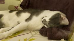 catnap and dogday plushie vrchat asset 3D Models | Page 1 | STLFinder
