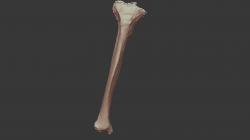 human tibia 3D Models | Page 1 | STLFinder
