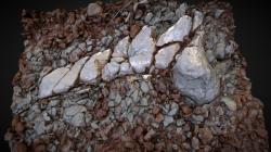 bone pbr 3D Models | Page 1 | STLFinder