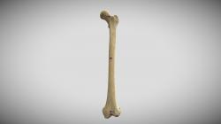 femur labeled 3D Models | Page 1 | STLFinder