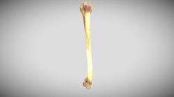 humerus labeled 3D Models | Page 1 | STLFinder
