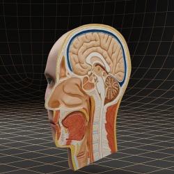Head Cutaway Anatomy 3D Models | Page 1 | STLFinder